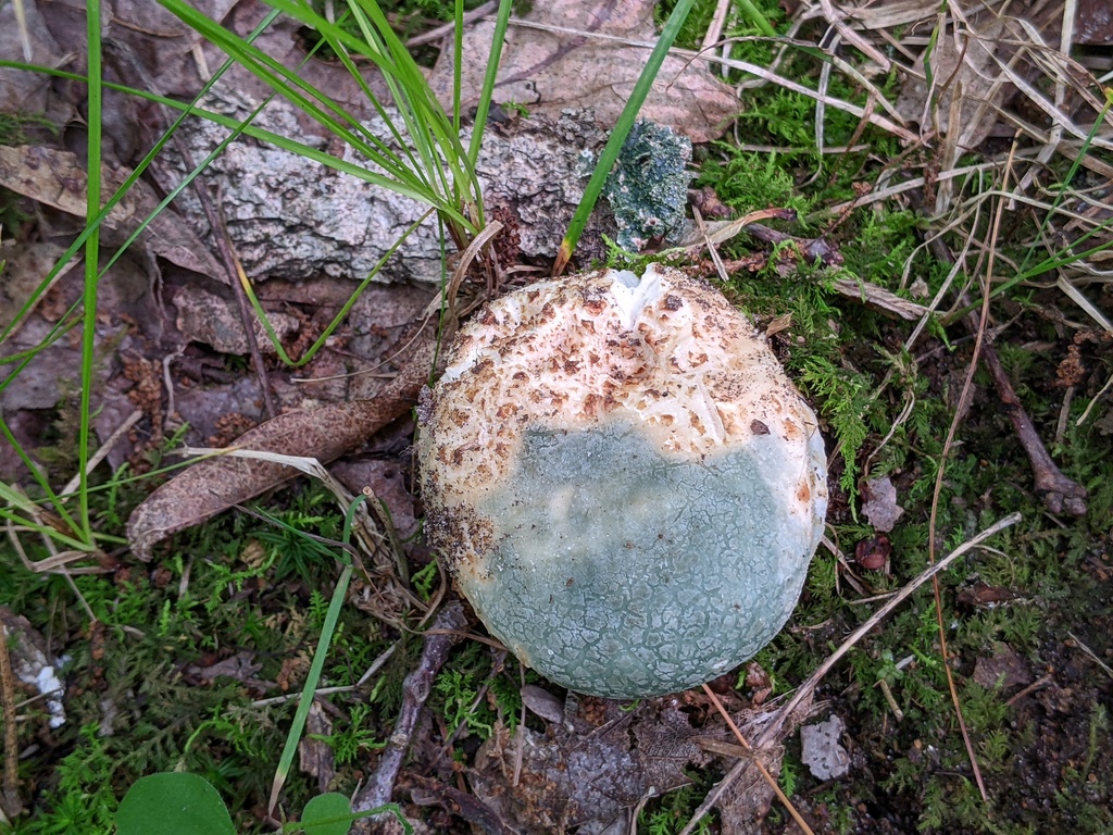 Blue-green Cracking Russula from Bald Mountain Recreation Area North on ...