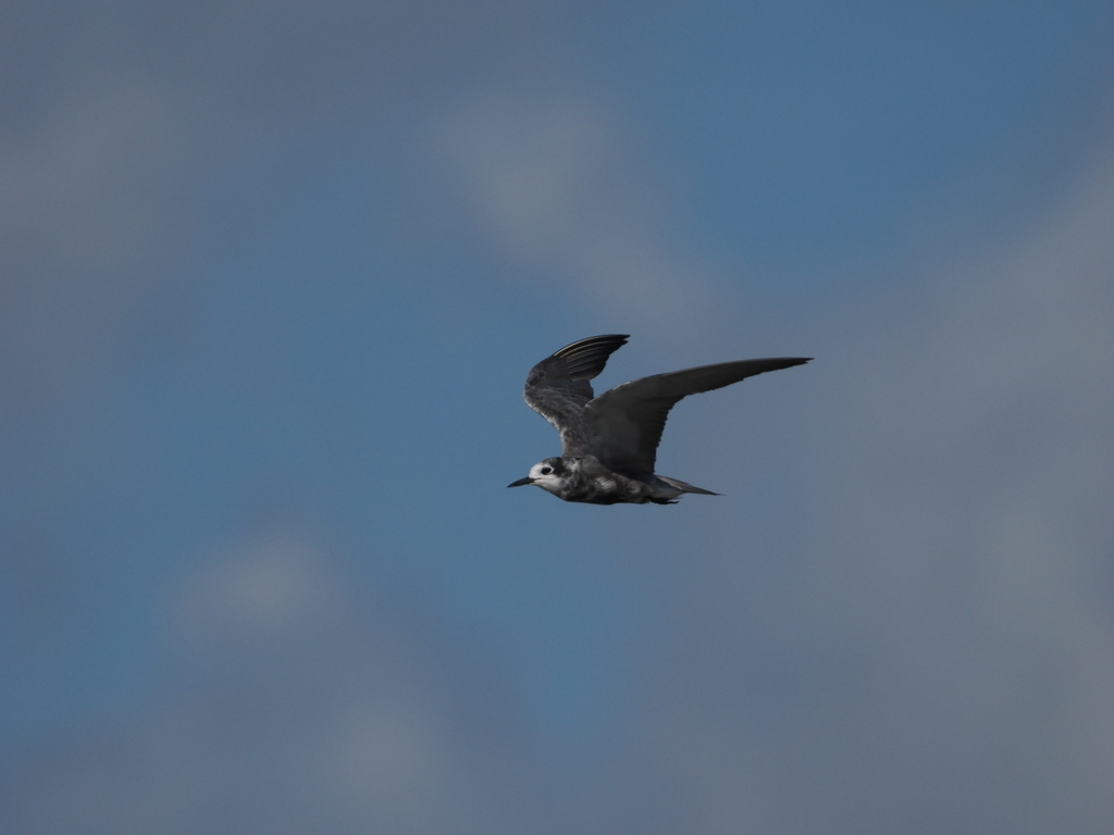 Black Tern from R.A. Apffel East Beach Park, Galveston, TX, US on ...