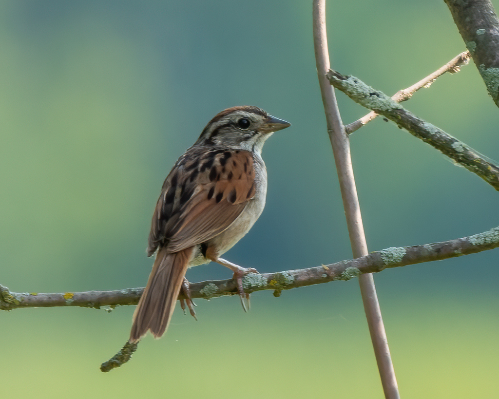 Swamp Sparrow from Dodge County, WI, USA on July 31, 2023 at 09:30 AM ...