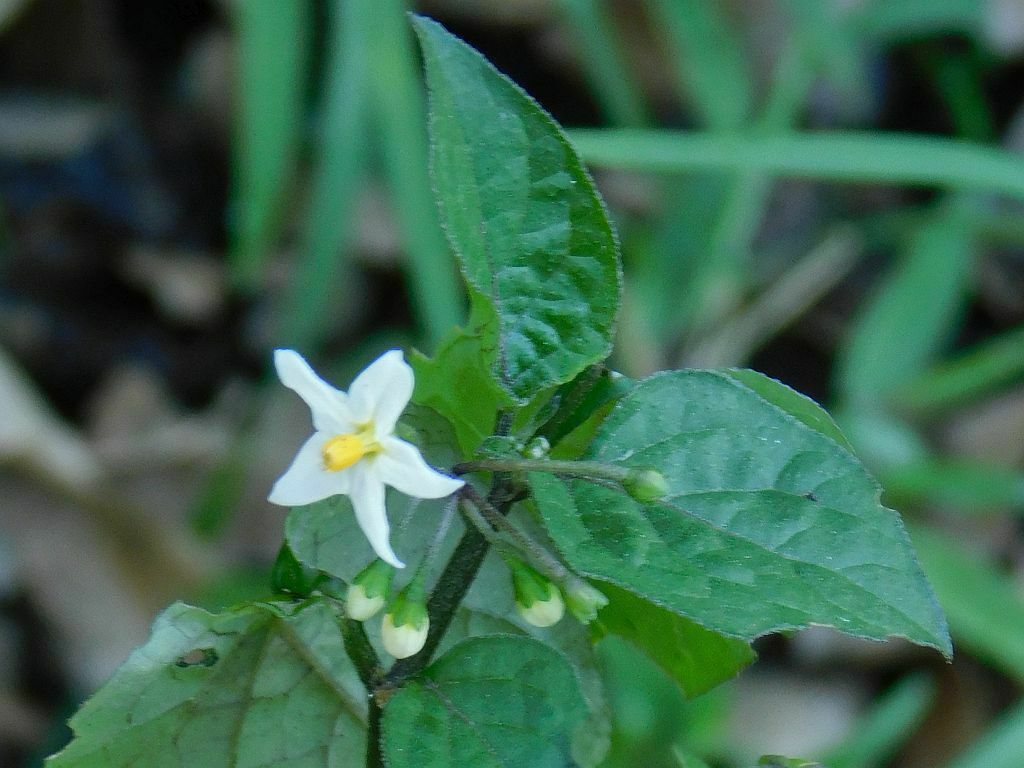 black nightshade from Greyton, 7233, South Africa on August 5, 2023 at ...