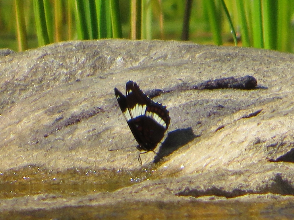 American White Admiral from Sudbury, Unorganized, North Part, ON ...