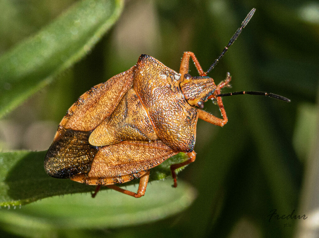 Black-shouldered Shieldbug from Dudelange, Luxembourg on August 5, 2023 ...