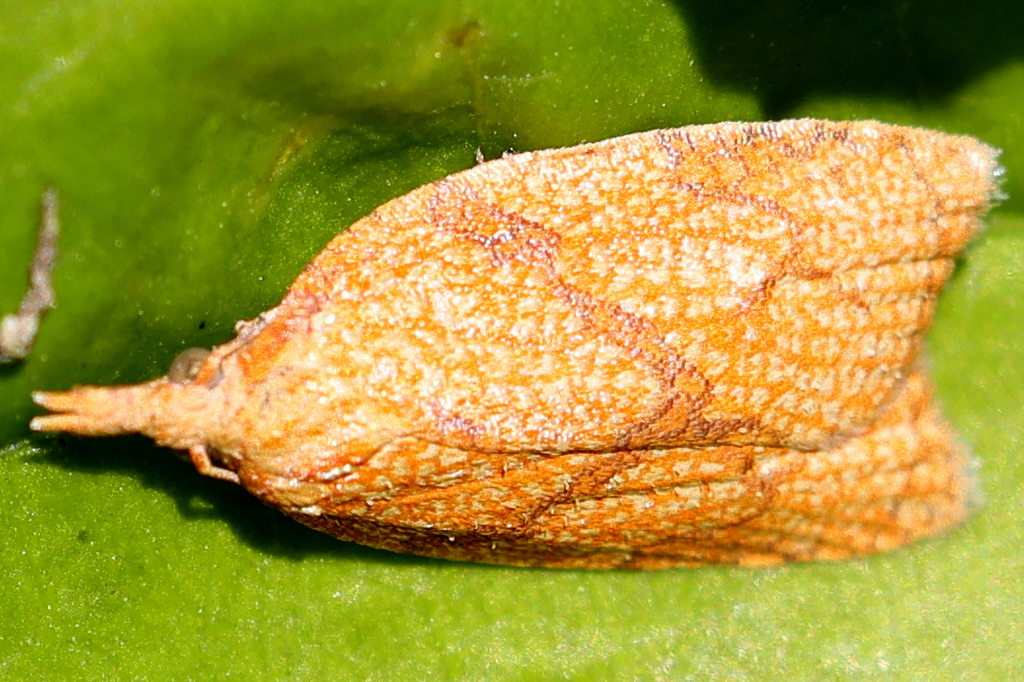 Reticulated Fruitworm Moth from Shepard Settlement, Onondaga County, NY ...