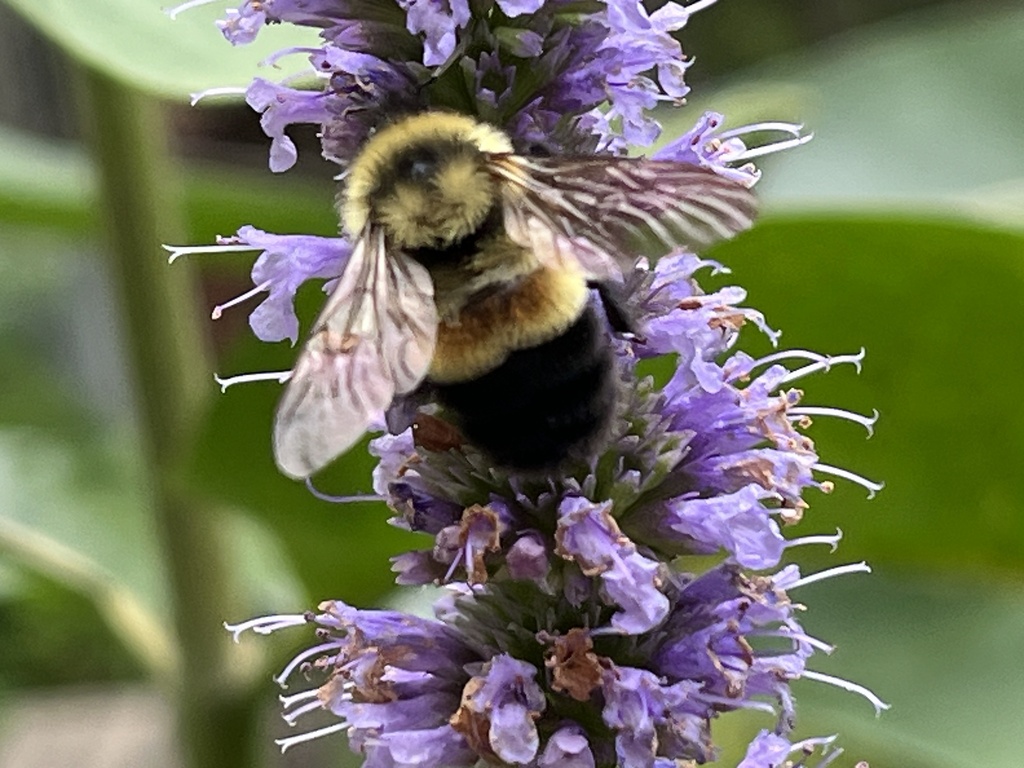 Rusty-patched Bumble Bee in August 2023 by JoeGee · iNaturalist