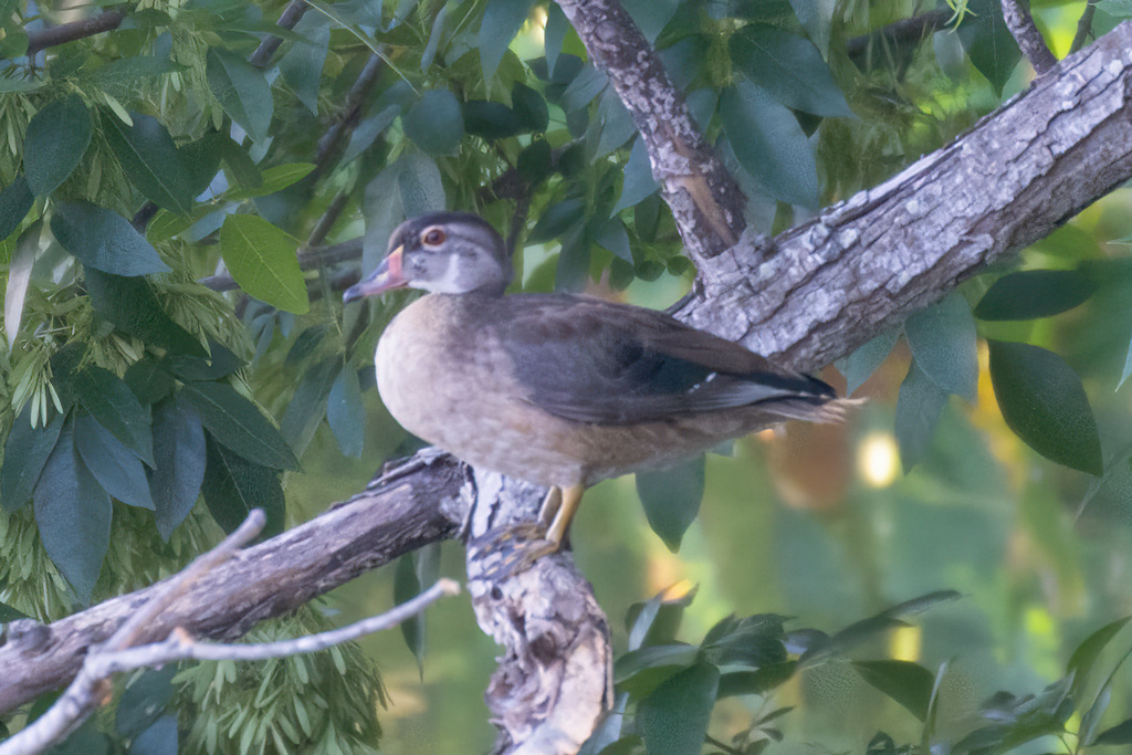 Wood Duck from Sugar Land, TX, USA on August 6, 2023 at 08:35 AM by ...