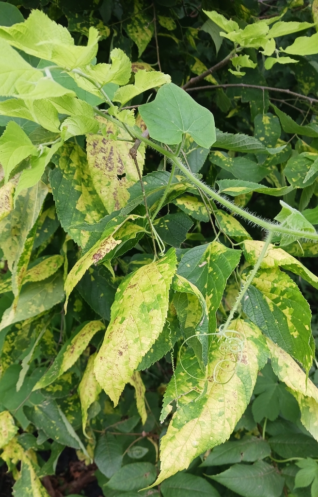 hackberry mosaic virus from Downtown, Indianapolis, IN, États-Unis on ...