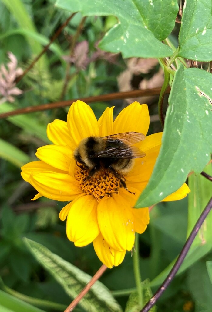 Western Bumble Bee from Douglasdale, Calgary, AB T2Z, Canada on August ...