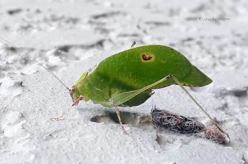 Genus Topana · iNaturalist