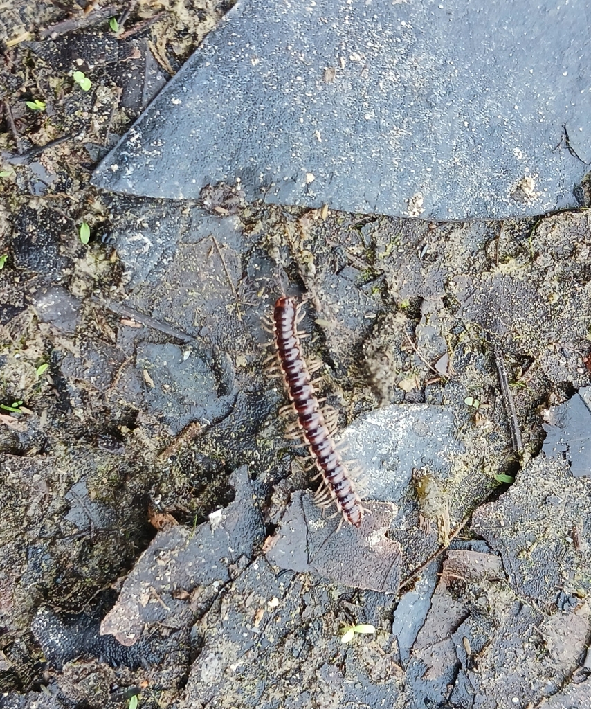 Greenhouse Millipede from Downtown, Indianapolis, IN, États-Unis on ...