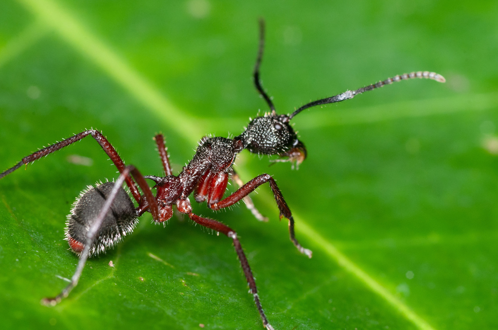 Dolichoderus attelaboides (Hymenoptera of Loreto, Peru) · iNaturalist
