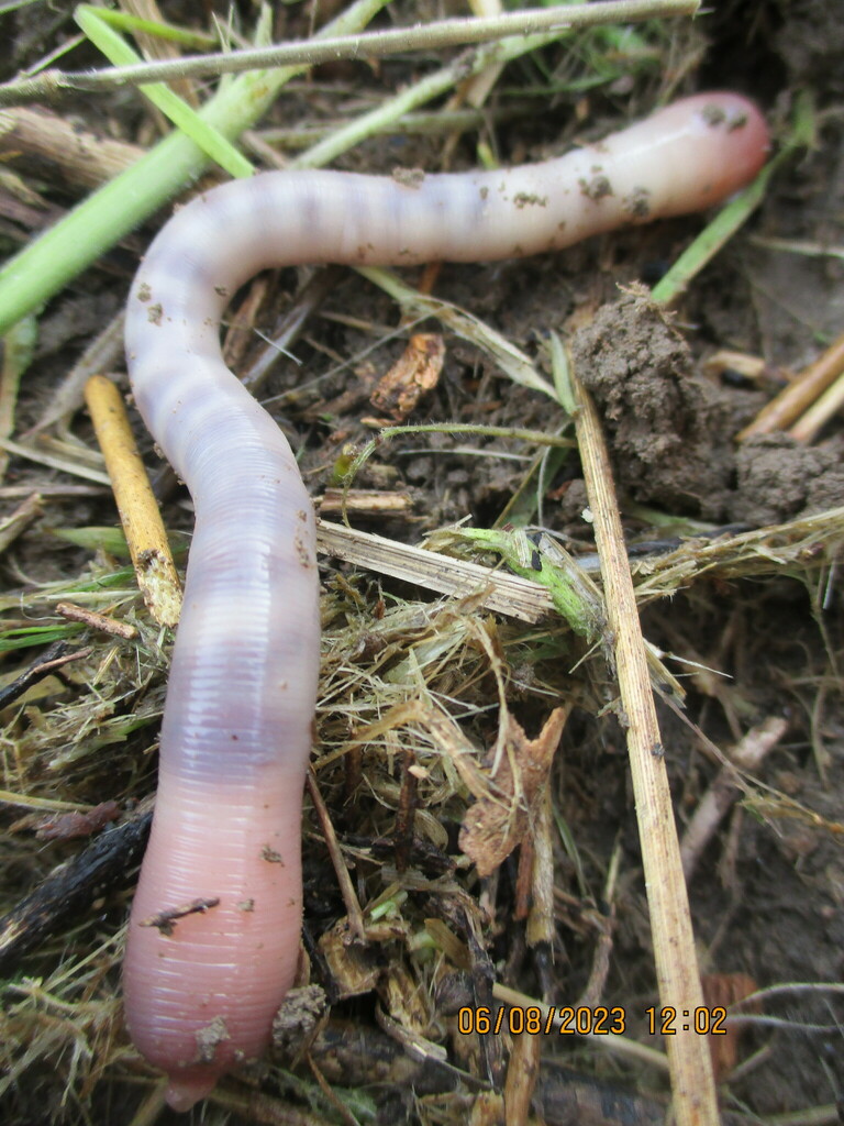 Common Earthworm from Te Oka 7591, New Zealand on August 6, 2023 at 12: ...