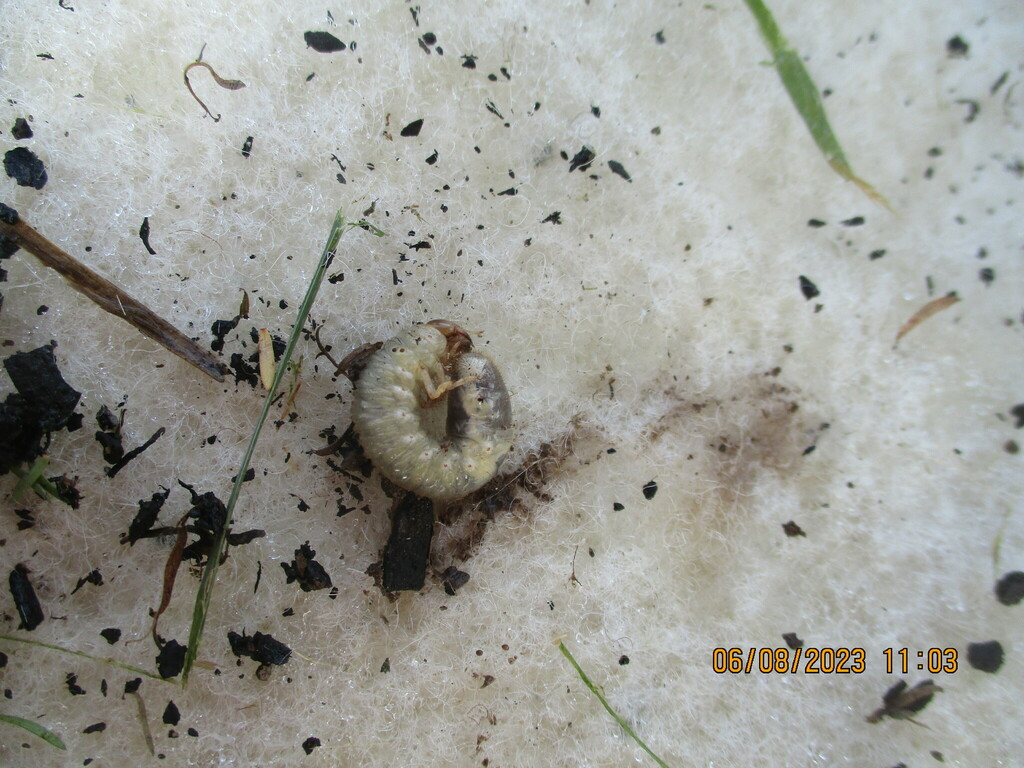 Grass Grub Beetle from Te Oka 7591, New Zealand on August 6, 2023 at 11 ...