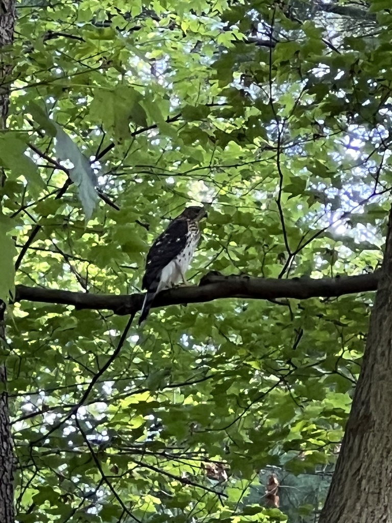 Cooper's Hawk from Chelsea Ln, Gates Mills, OH, US on August 5, 2023 at ...