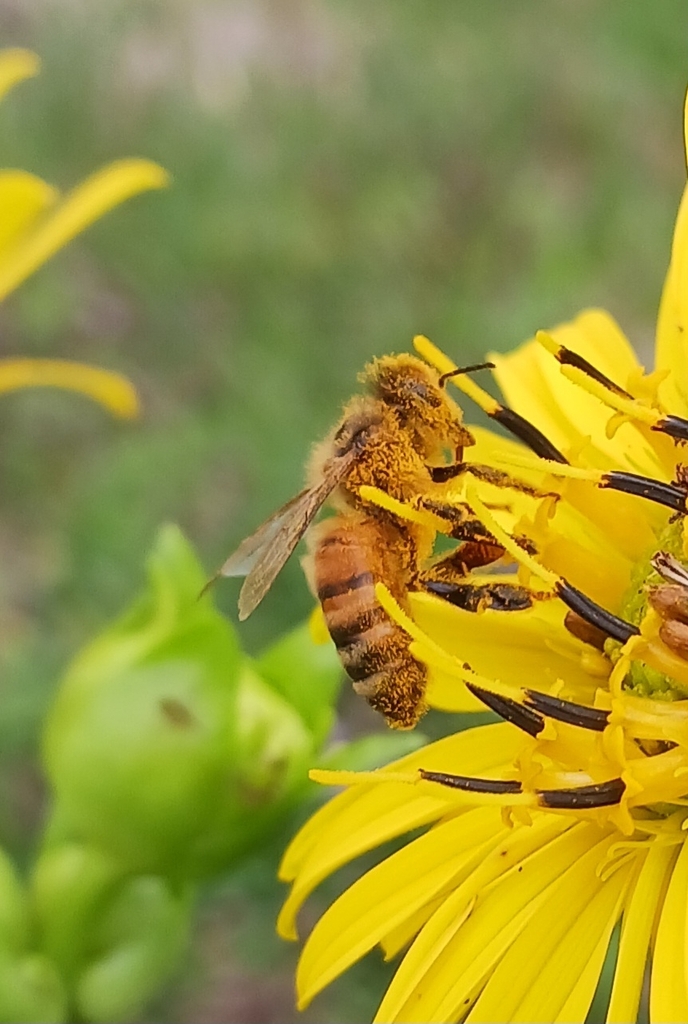 Western Honey Bee from Downtown, Indianapolis, IN, États-Unis on August ...