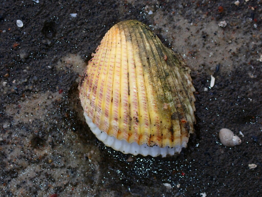 Strawberry Heart Cockle from Redland, QLD, Australia on August 2, 2023 ...