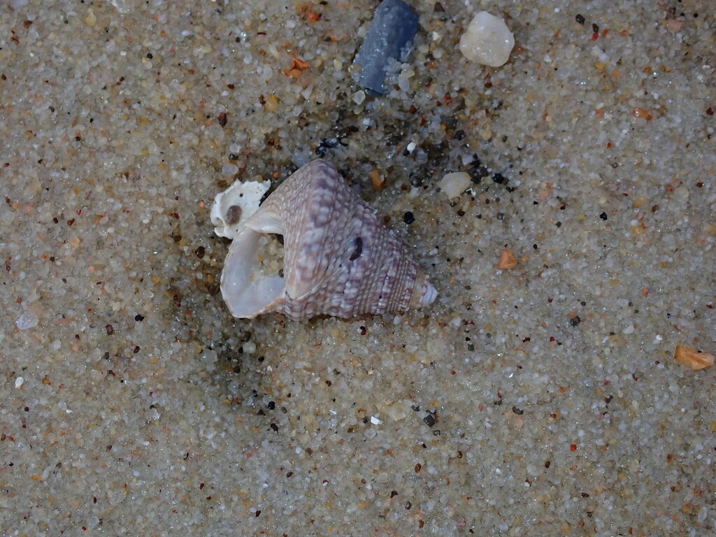 Spotted strawberry top shell from Dunwich QLD 4183, Australia on August ...