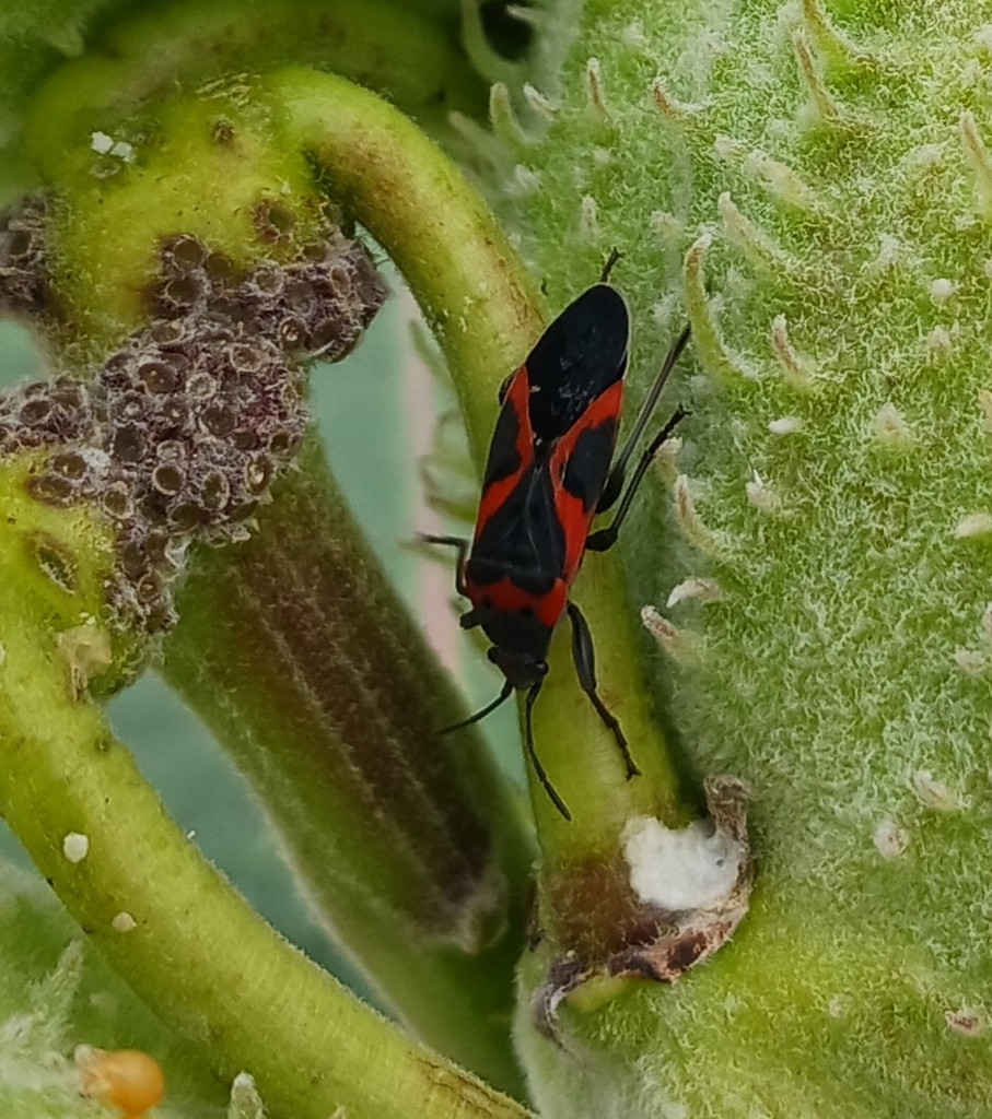 Small Milkweed Bug from Indianapolis, Indiana 46204, États-Unis on ...