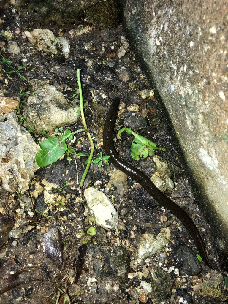 Asian swamp eel from Manatee County, US-FL, US on January 27, 2019 by ...