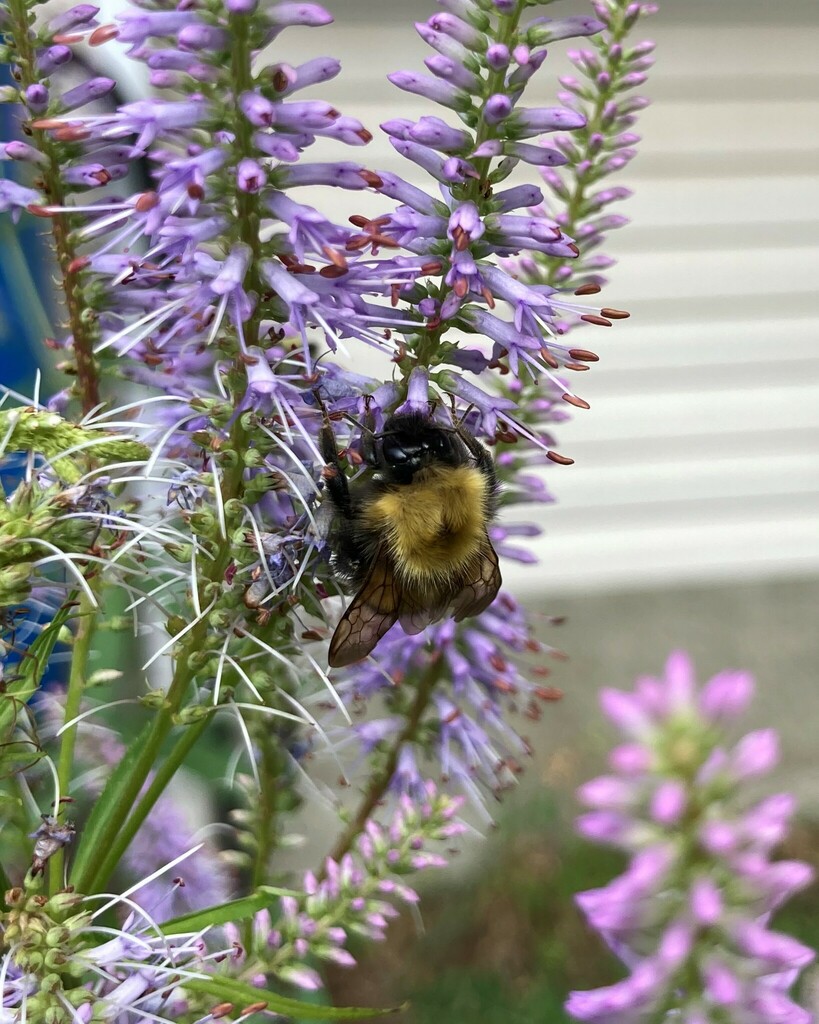 Perplexing Bumble Bee from Douglasdale, Calgary, AB T2Z, Canada on ...