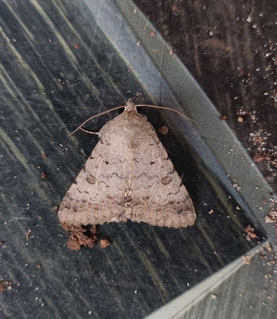 Pandesma in July 2023 by Chinmay Pathak · iNaturalist