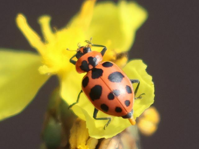 Spotted Pink Lady Beetle from Calverton, NY, USA on August 6, 2023 at ...