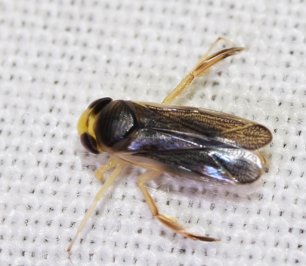 Sigara lateralis from Guainos Altos, 04778 Guainos, Almería, España on ...