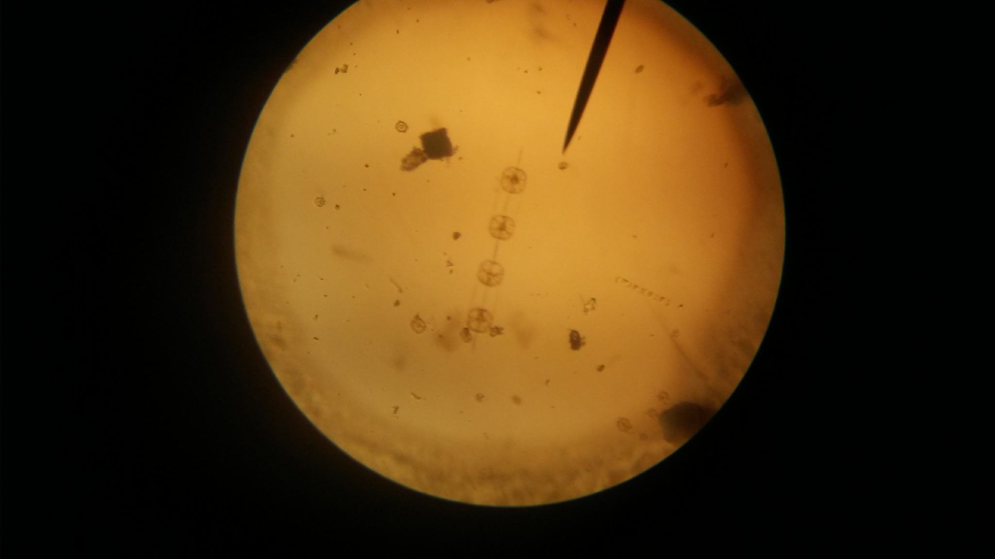 Ditylum brightwellii (T.West) Grunow, 1885