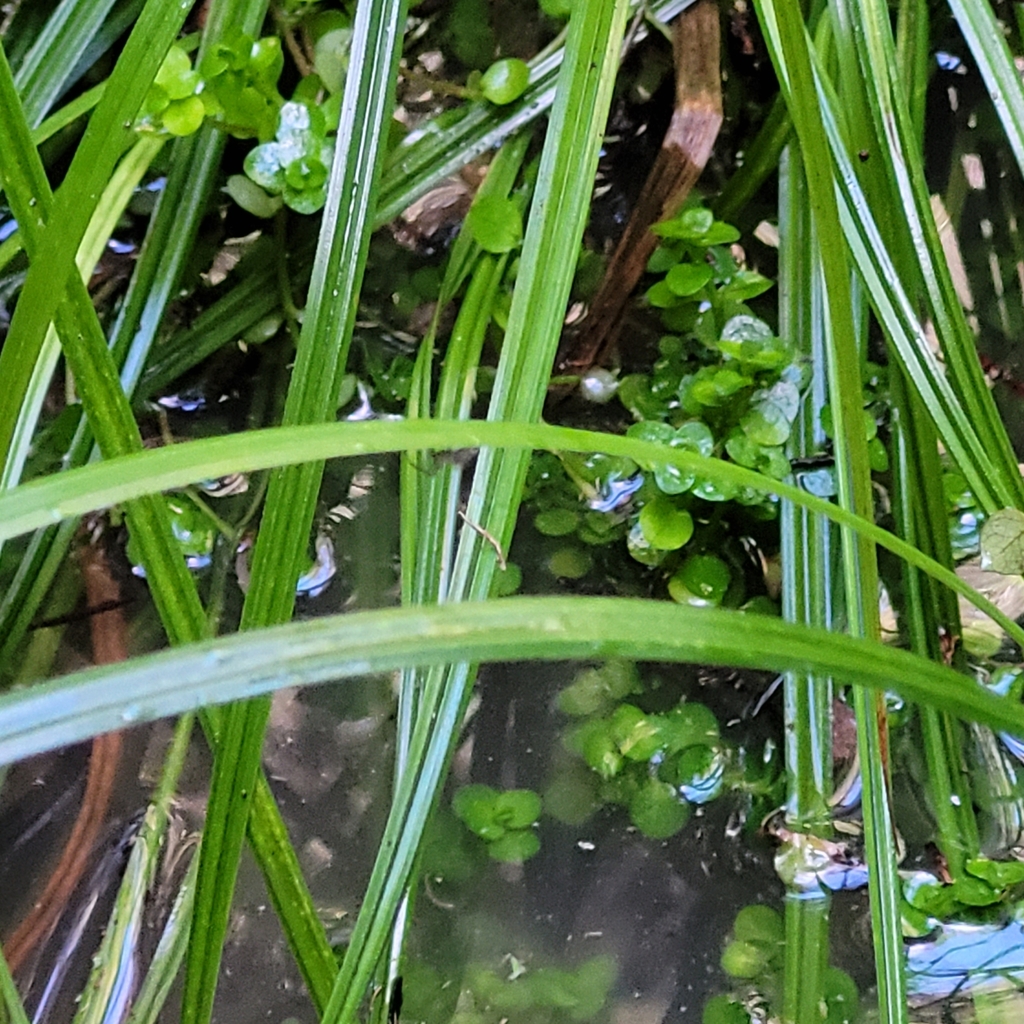 Gratiola concinna in August 2023 by Hēmi Tūtiri · iNaturalist