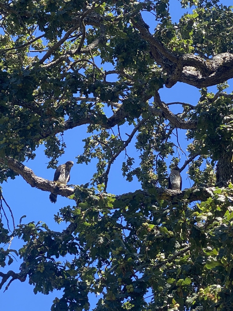 Cooper's Hawk from Begbie St, Victoria, BC, CA on August 3, 2023 at 11: ...