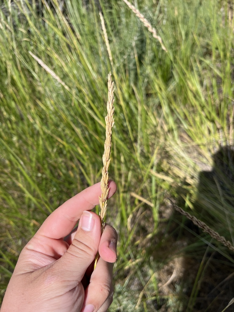 Great Basin Wildrye from Rock Springs, WY, US on August 6, 2023 at 04: ...