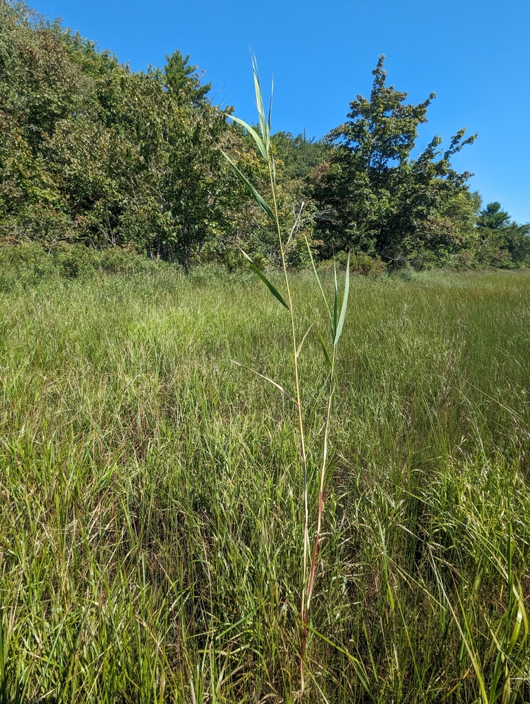 American common reed from Yarmouth, NS B0W, Canada on August 6, 2023 at ...