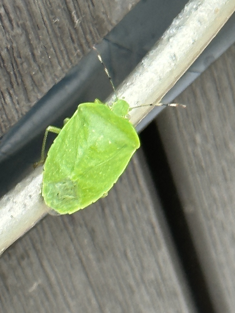 Green Stink Bug from Wentworth Dr, Weston Lakes, TX, US on June 16 ...