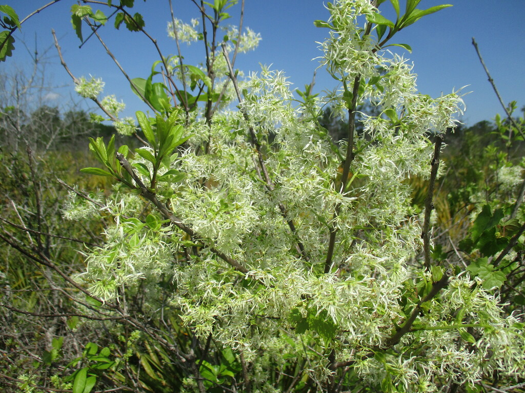 Pygmy Fringetree in April 2017 by LW Ridge · iNaturalist