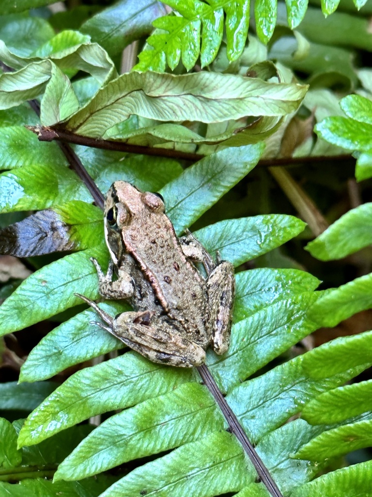 Northern Red-legged Frog in August 2023 by yuliapink · iNaturalist