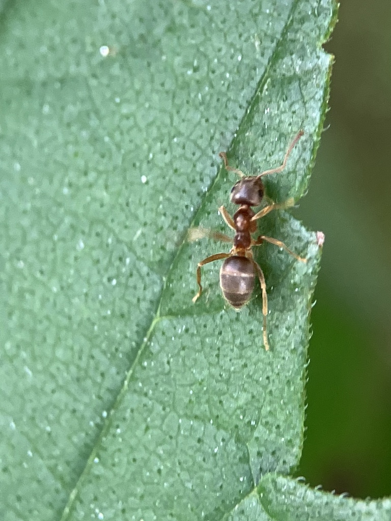 Lasius in August 2023 by finder21 · iNaturalist