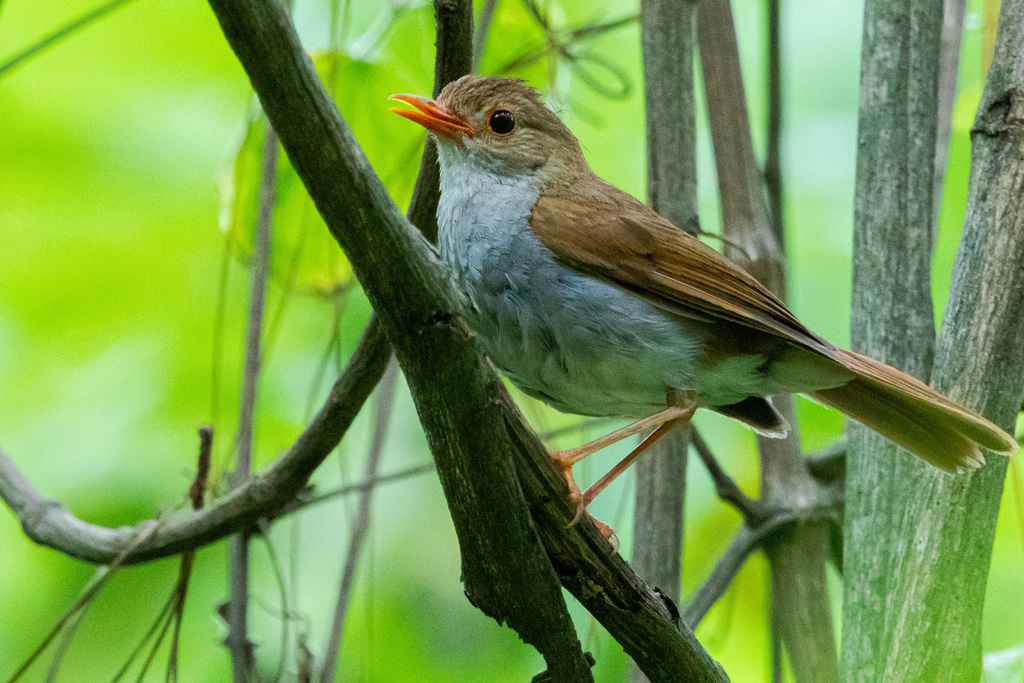 Orange-billed Nightingale-Thrush from Zapopan, Jal., México on August 5 ...