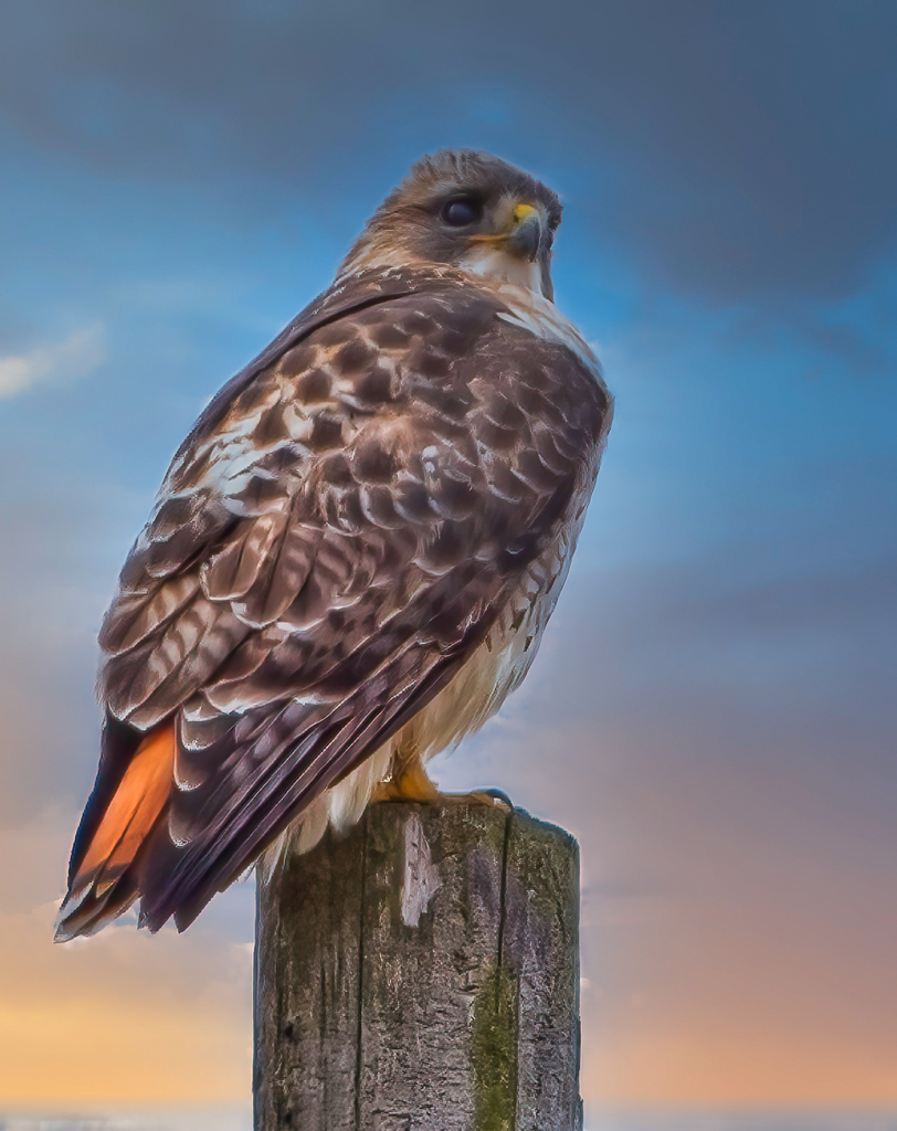 Red-tailed Hawk from Prince Edward, ON, Canada on January 14, 2013 at ...