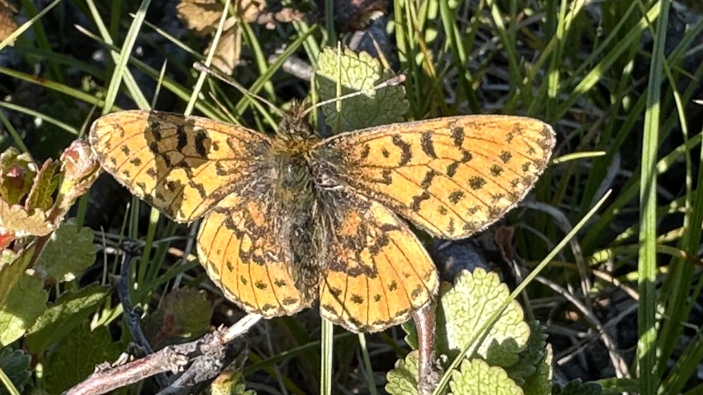 Arctic Fritillary from Grønland, Vestgrønland, GL on August 6, 2023 at ...