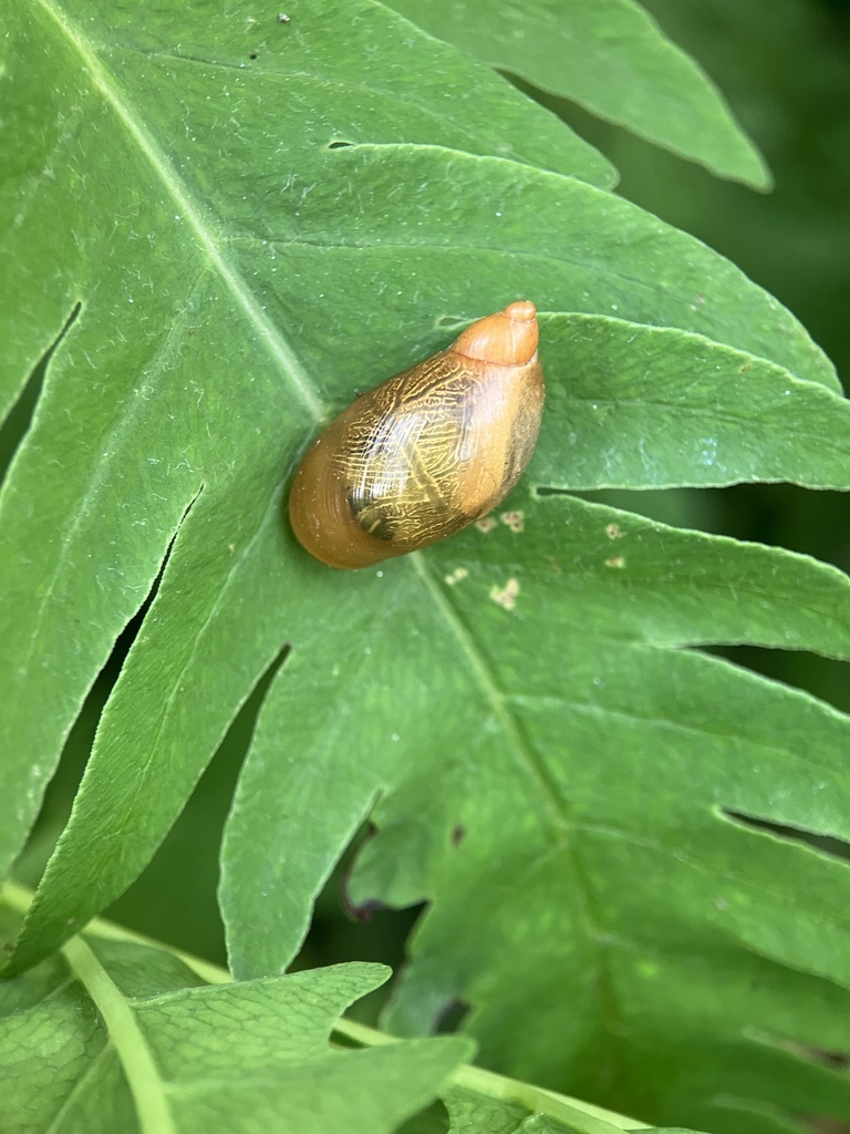 Amber Snails in August 2023 by finder21 · iNaturalist
