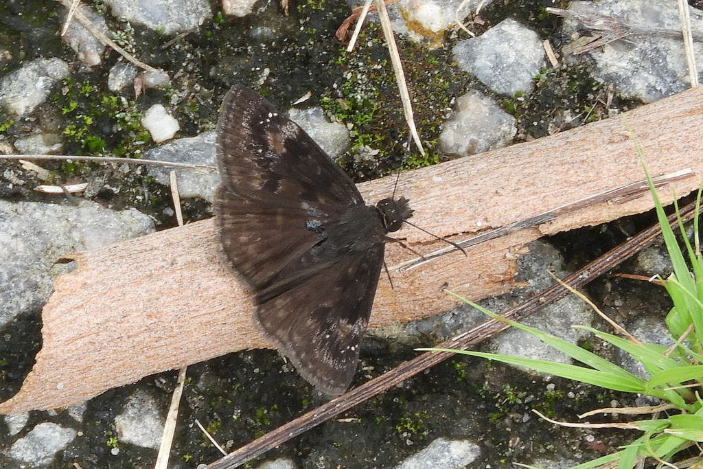 Wild Indigo Duskywing from Woodbridge, VA 22191, USA on August 4, 2023 ...