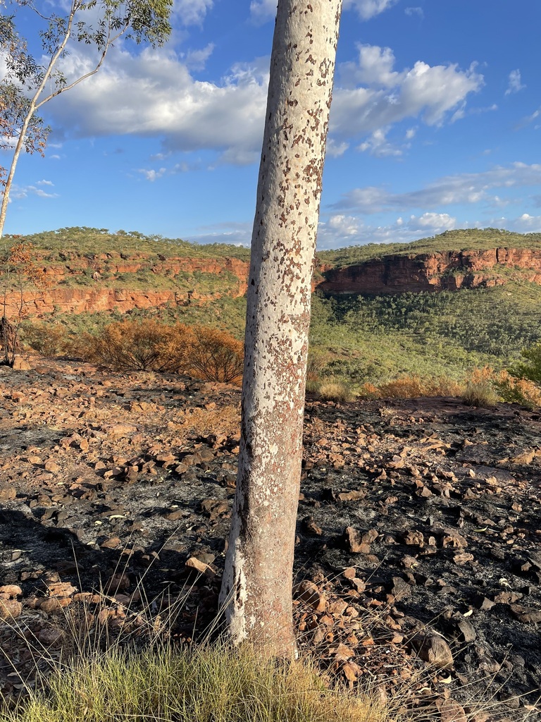 (Corymbia capricornia) - Botanical Realm