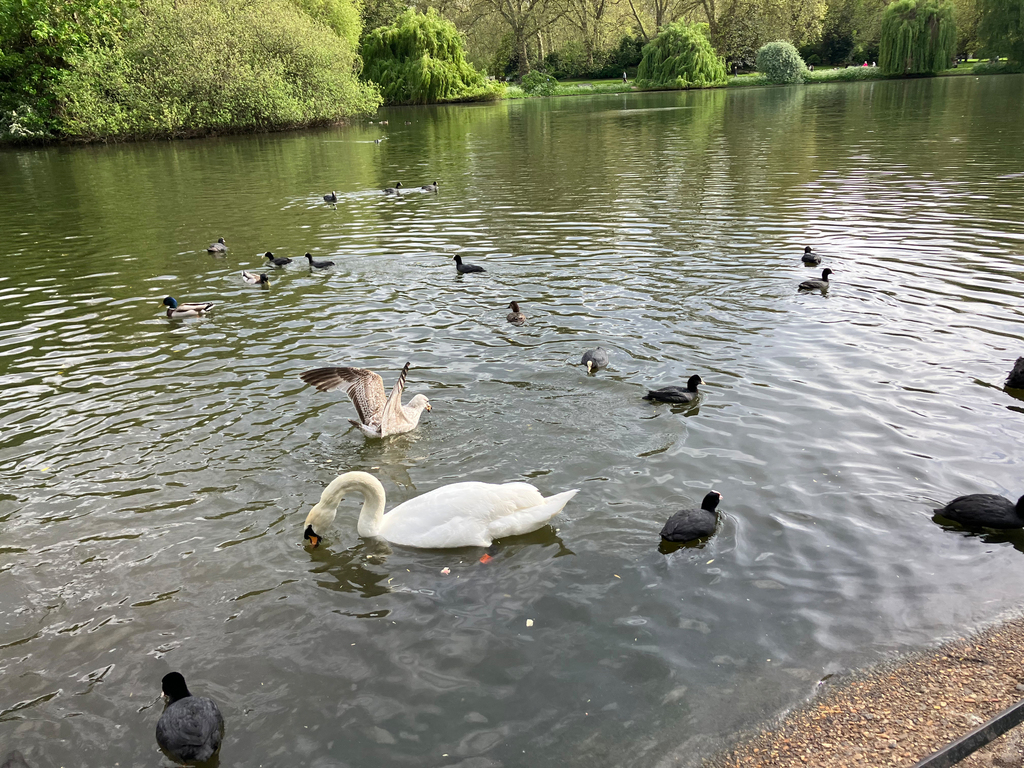 Mute Swan from Central London, London WC2N 5DU, UK on May 9, 2023 at 04 ...