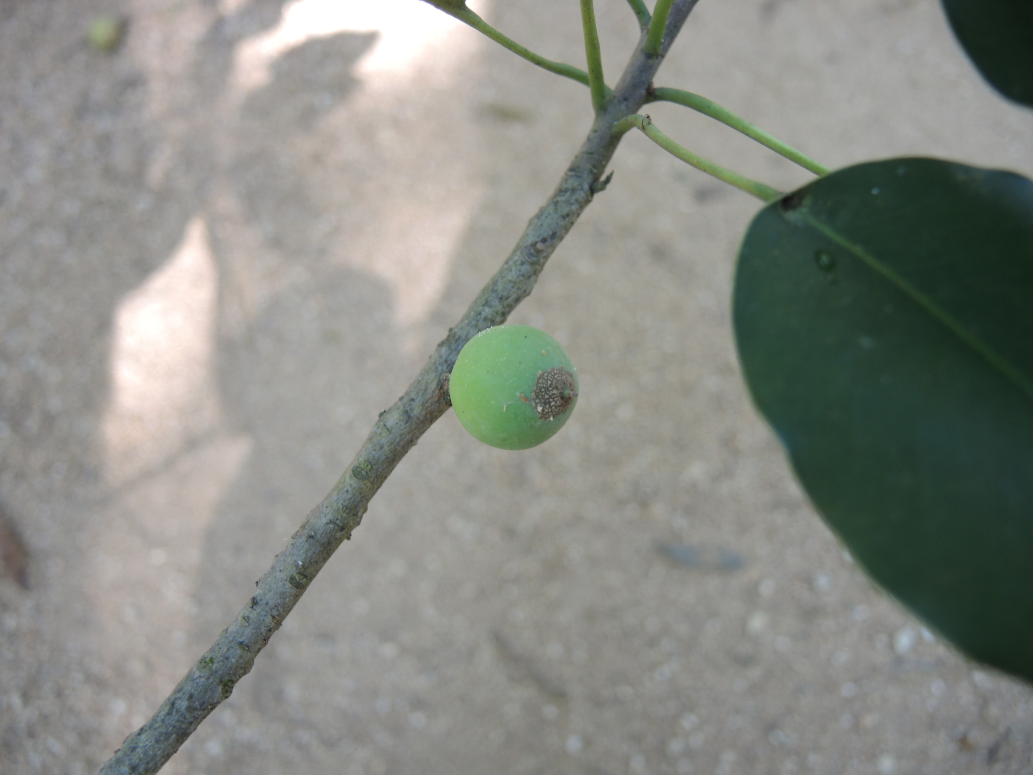 Sideroxylon capiri (A.DC.) Pittier