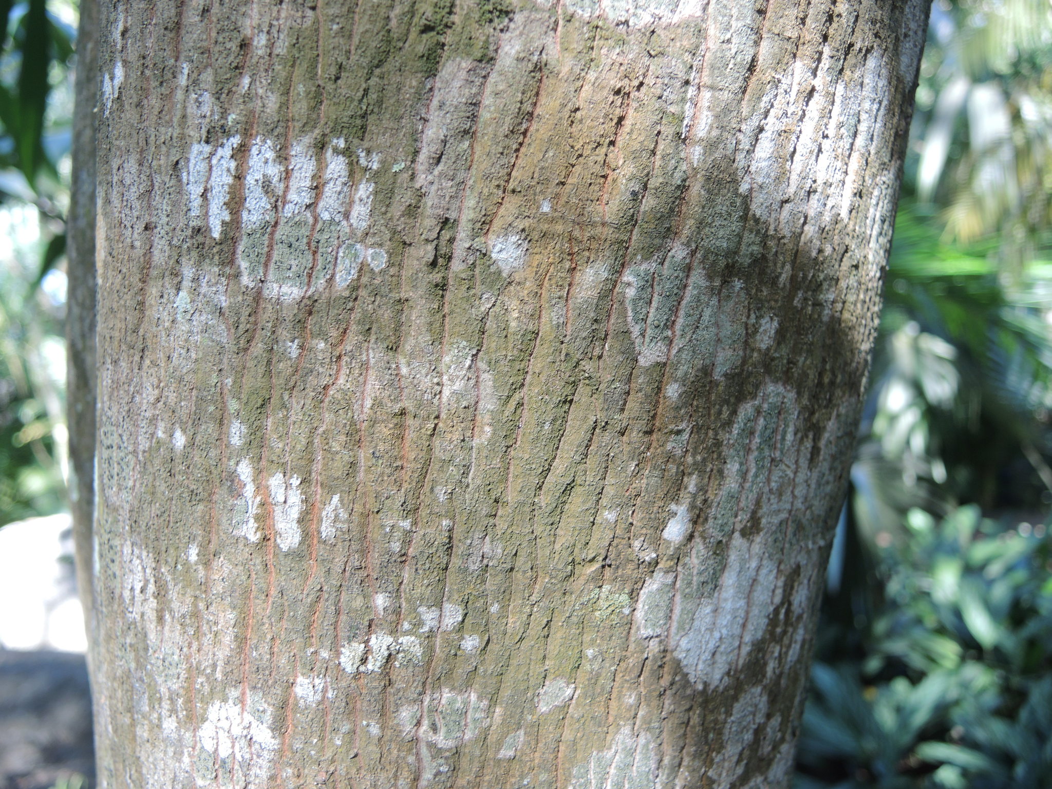 Sideroxylon capiri (A.DC.) Pittier