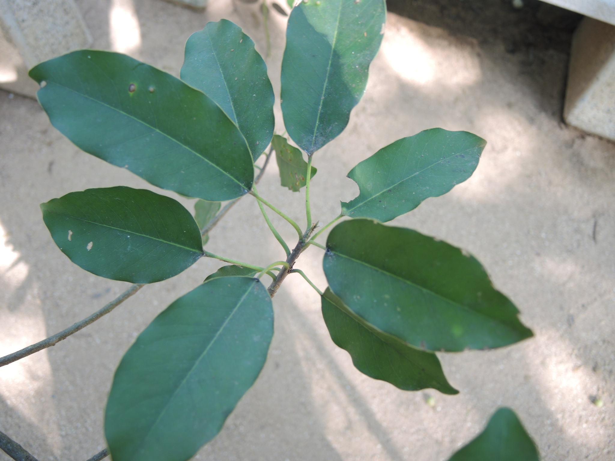 Sideroxylon capiri (A.DC.) Pittier