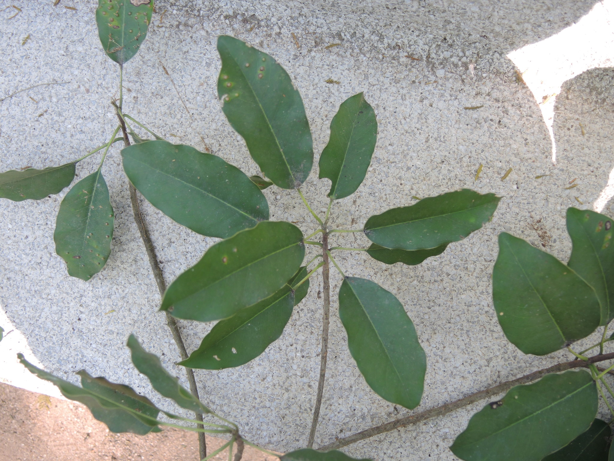 Sideroxylon capiri (A.DC.) Pittier