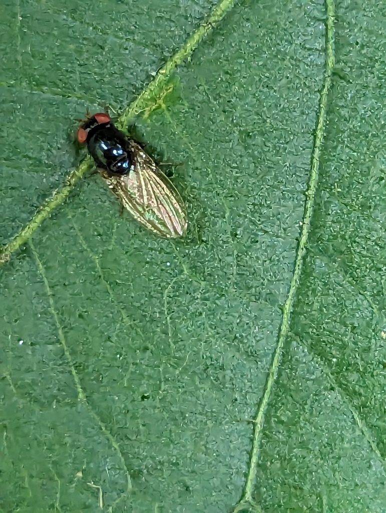 Acalyptrate Flies from Colonial Village, Arlington, VA, USA on August 6 ...
