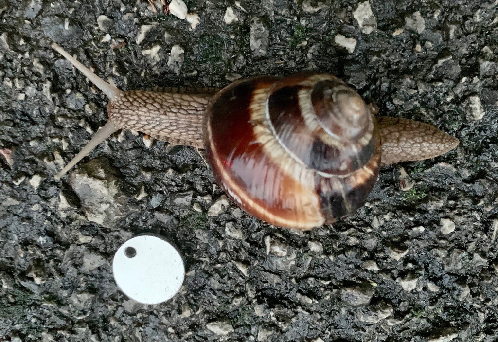 Turkish Snail from Edwalton, Nottingham NG12, UK on August 5, 2023 at ...