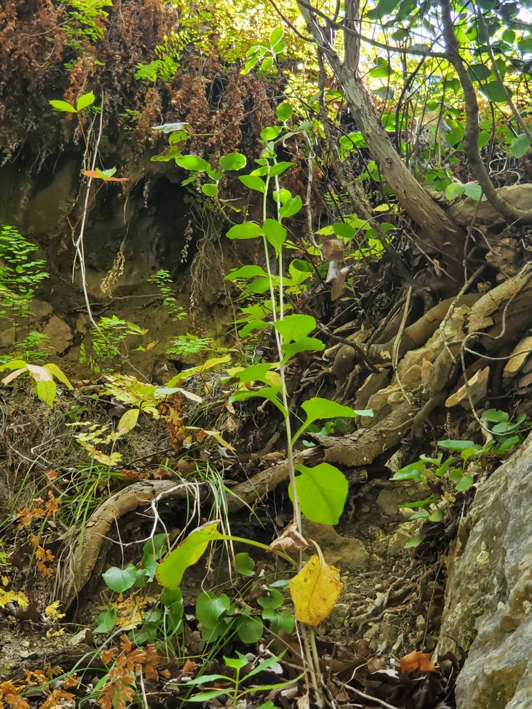 Canyon rattlesnake root from Bandera County, TX, USA on July 31, 2023 ...