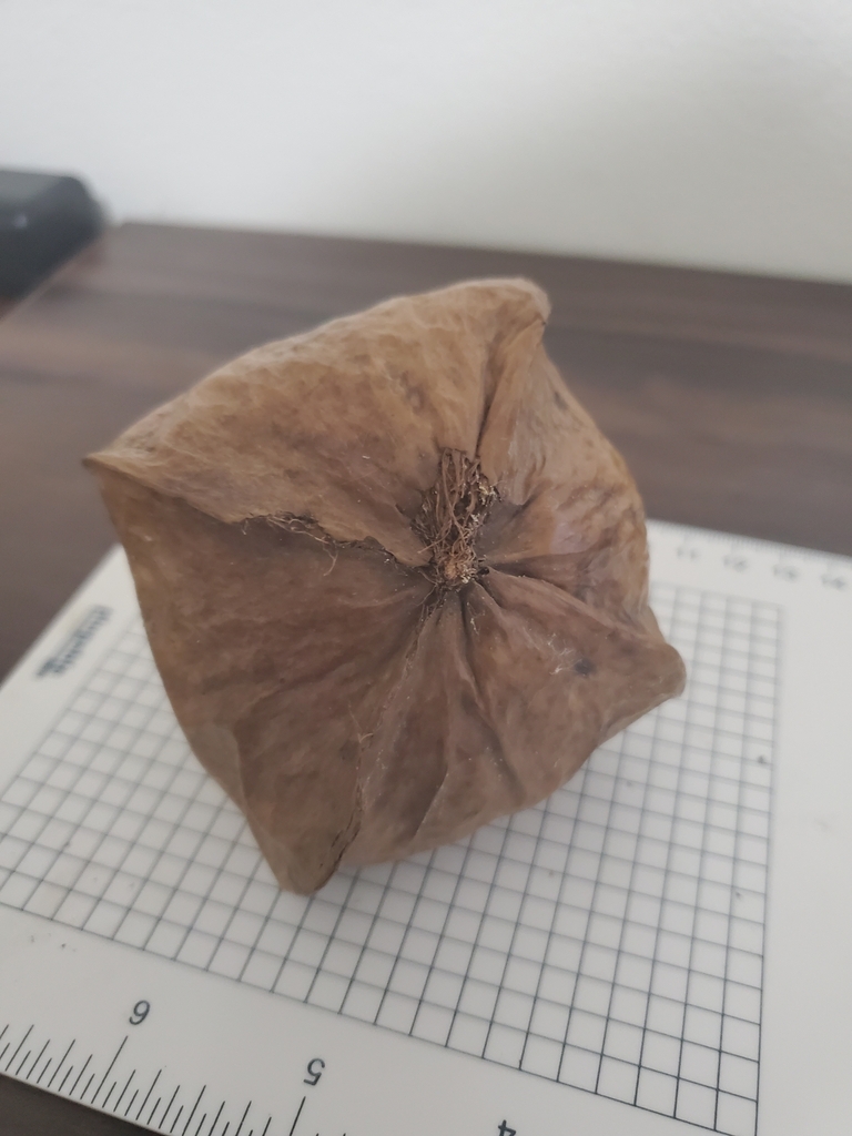 Fish Poison Tree from Na Island, Madolenihmw, Pohnpei, Micronesia on ...